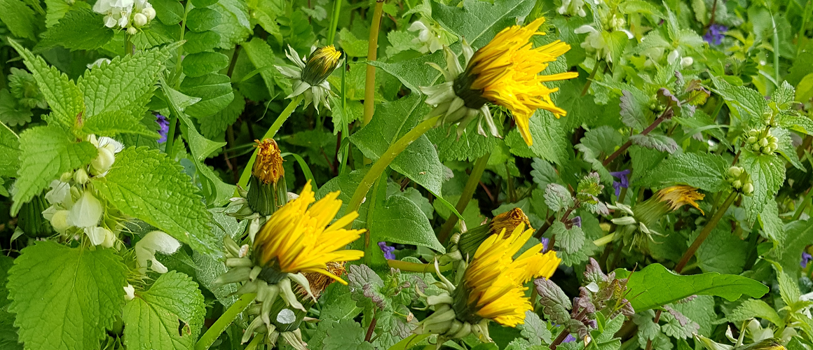 Guided botanical exploration of Jones Mill - Roaming the Paths